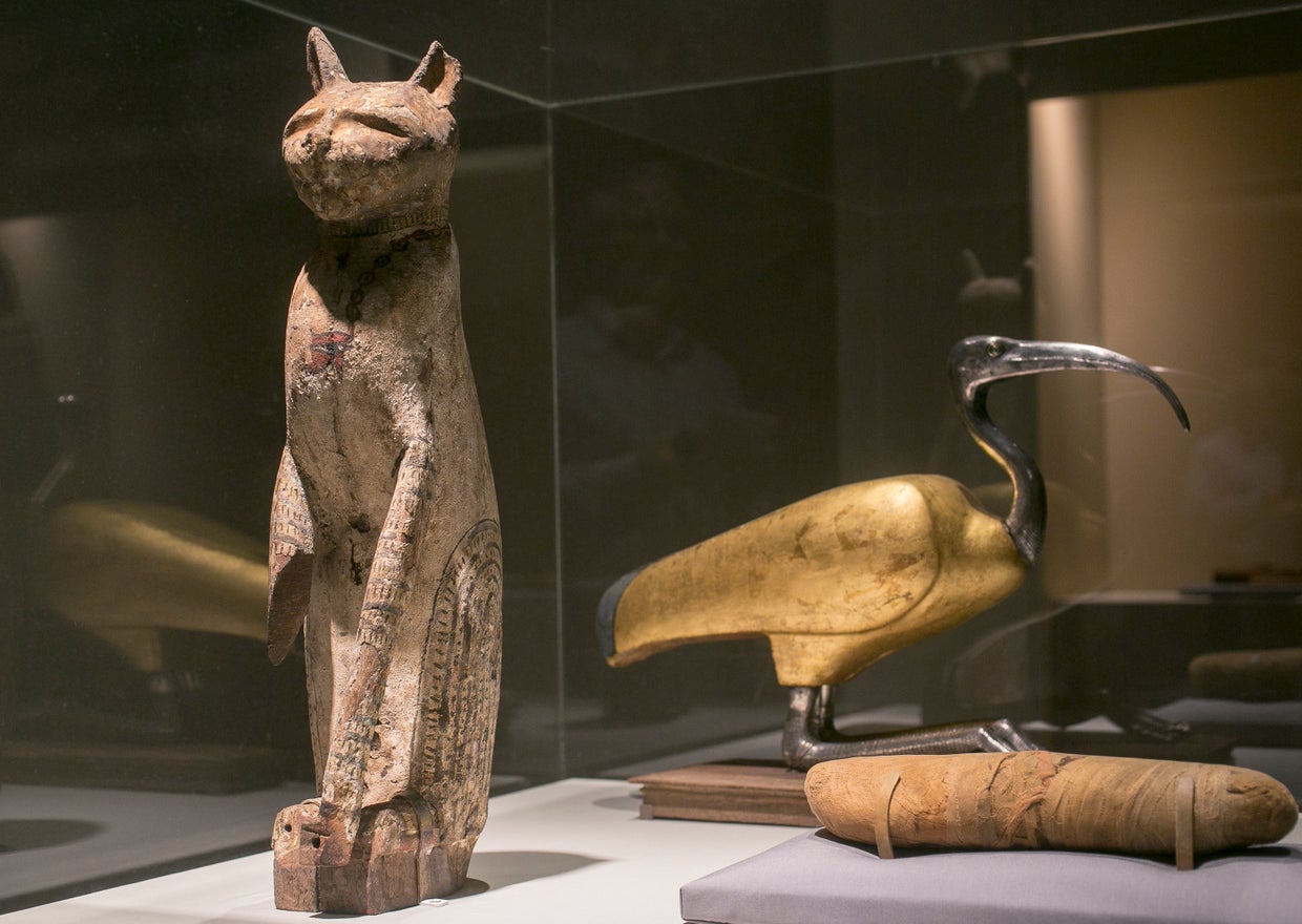 Still life: Ancient animal mummies