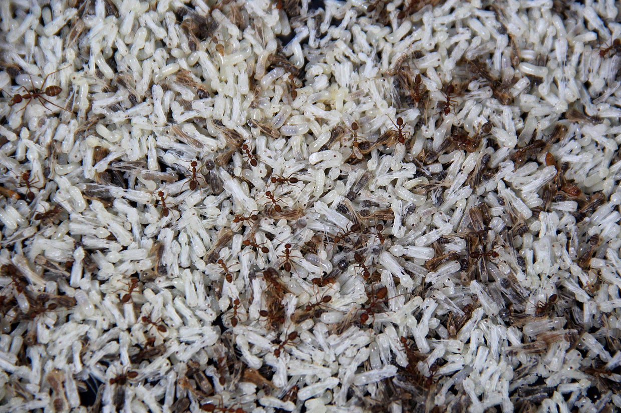 Ant farmers of Indonesia