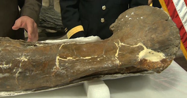 Smithsonian welcomes its first T. Rex - CBS News