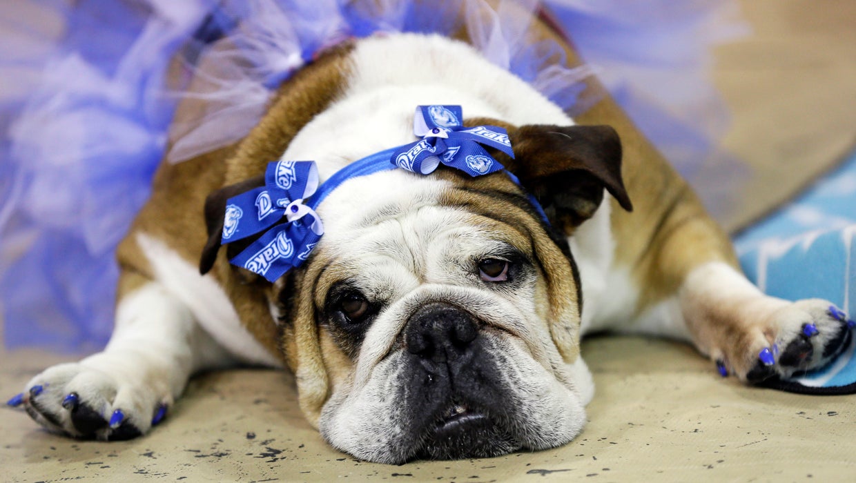 Who's the slobberiest? Bulldog beauty contest held in Iowa - CBS News