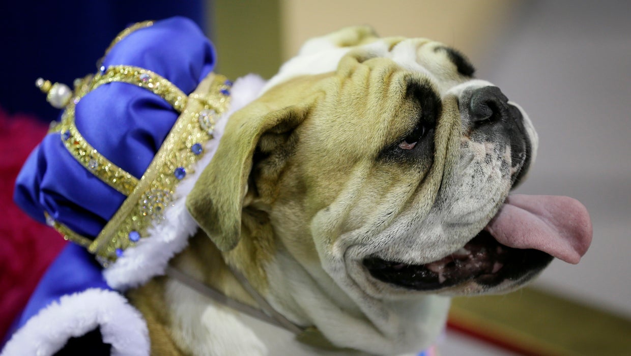 Who's the slobberiest? Bulldog beauty contest held in Iowa - CBS News