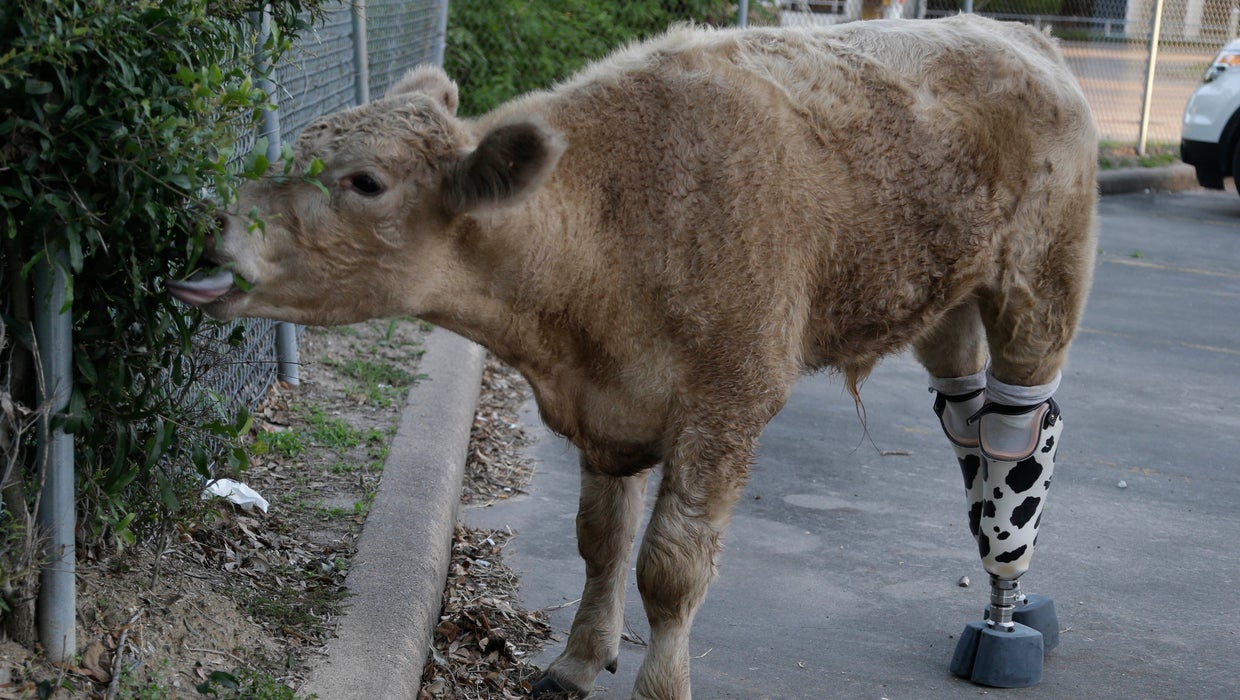 Rescued calf gets new high-tech prosthetics - CBS News