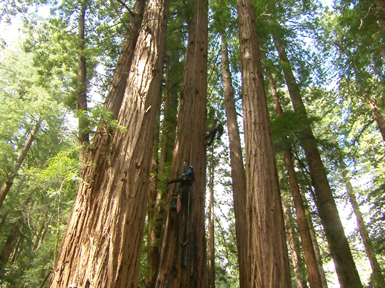 Surveying species among California's redwoods - CBS News