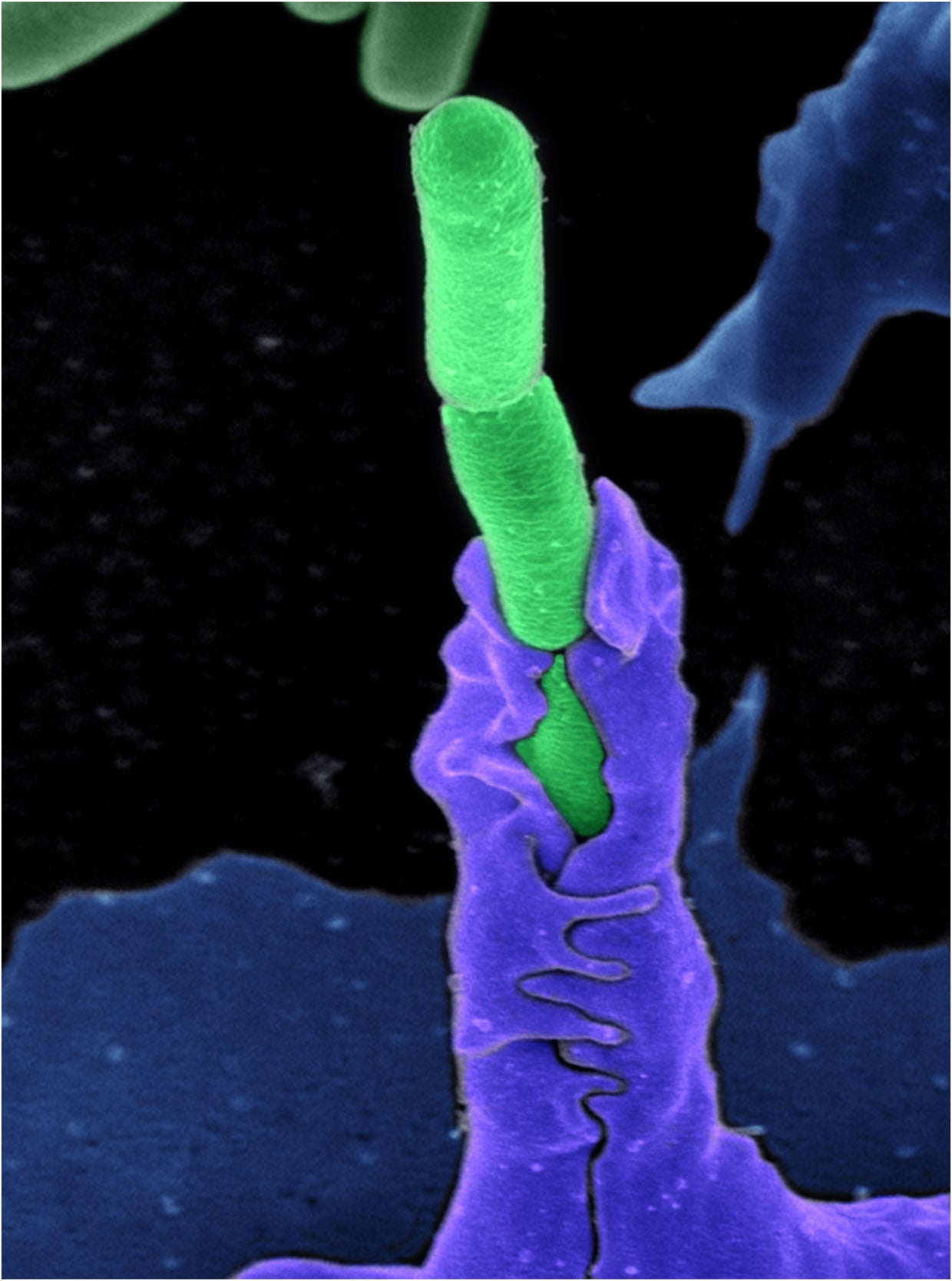 Microscopic images show artistry of cellular life