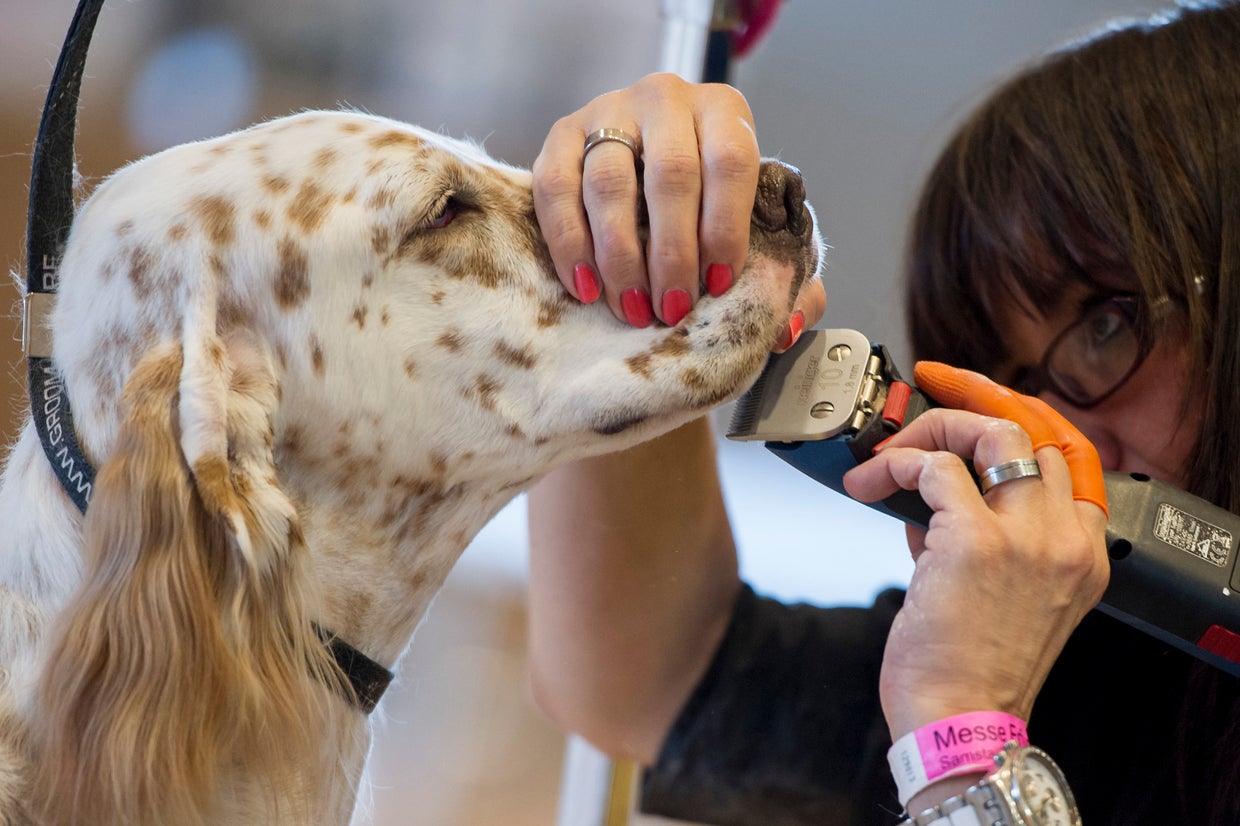 International dog grooming championships