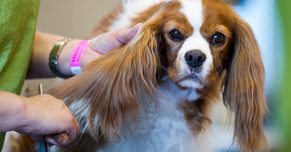 International dog grooming championships