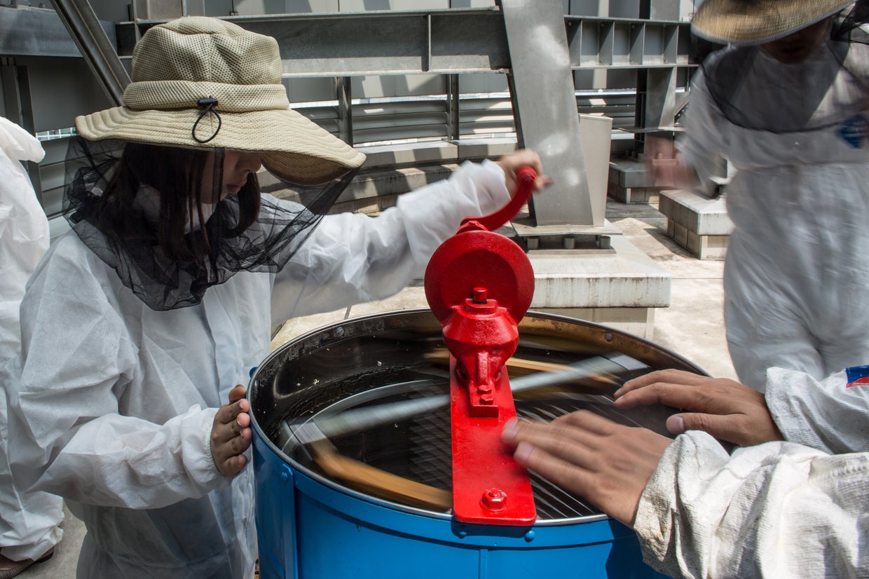Rooftop beekeepers