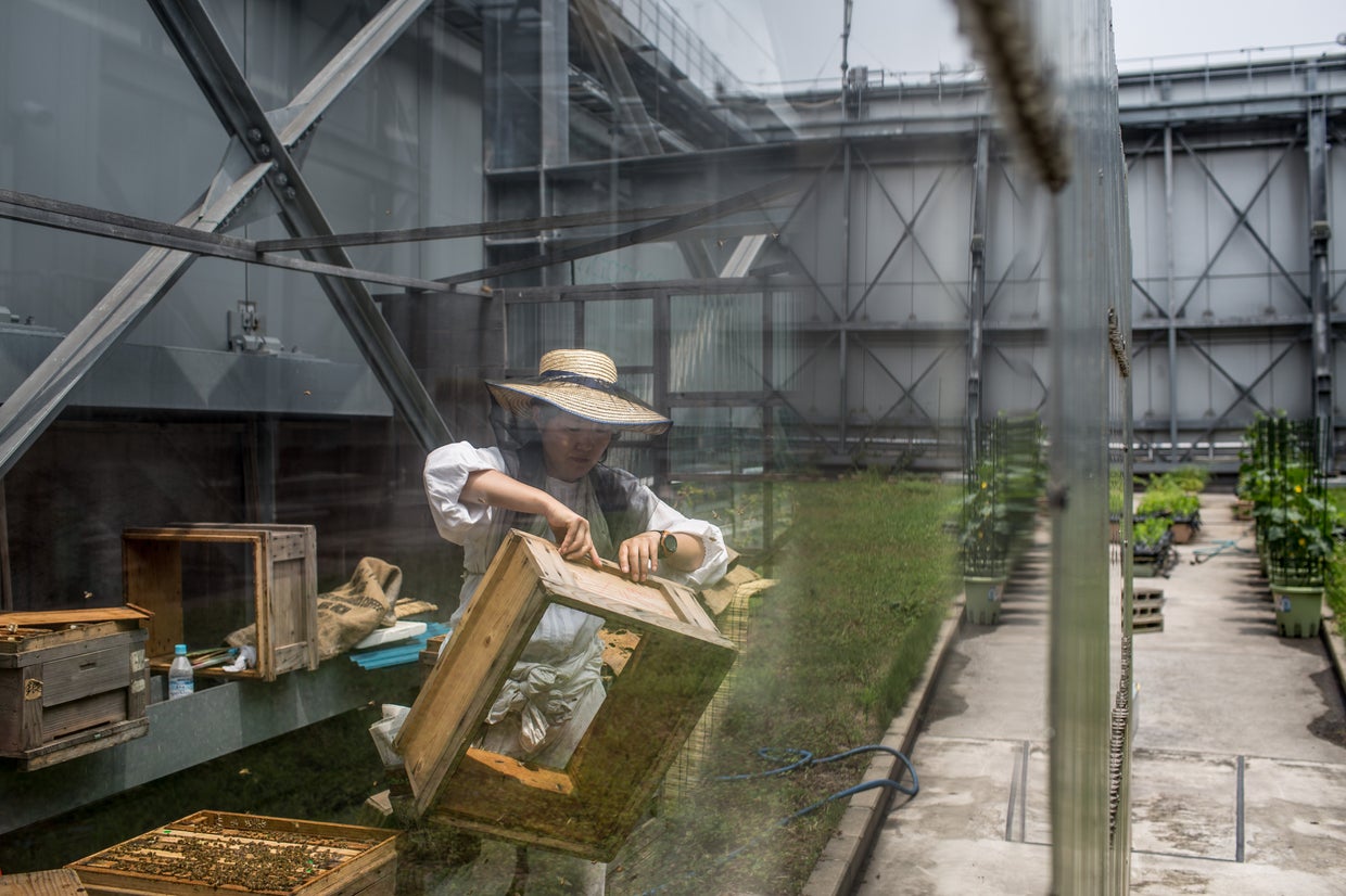 Rooftop beekeepers