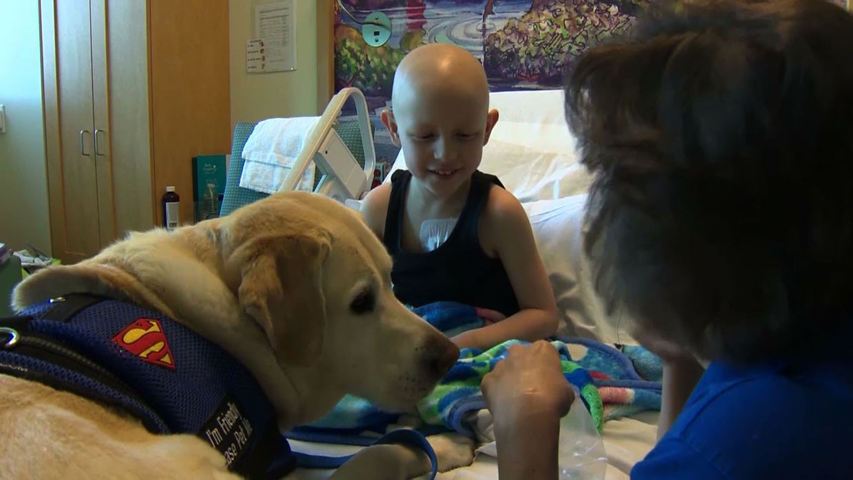 Therapy dogs keep patients happy and help aid recovery - CBS News