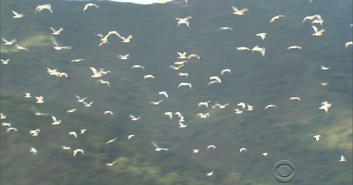With flares and falcons, Bay Area battles seagull invasion - CBS News