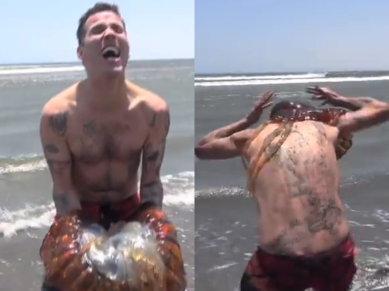 Jellyfish: Beautiful, dangerous, delicious - CBS News