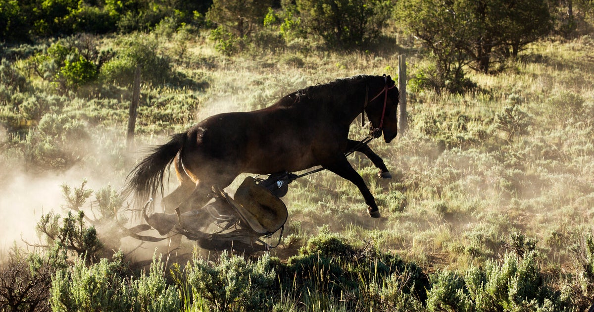 Modern day cowboys drive cattle in Colorado