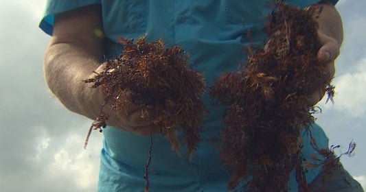 Smelly seaweed at Texas beaches fueled by "perfect storm" - CBS News