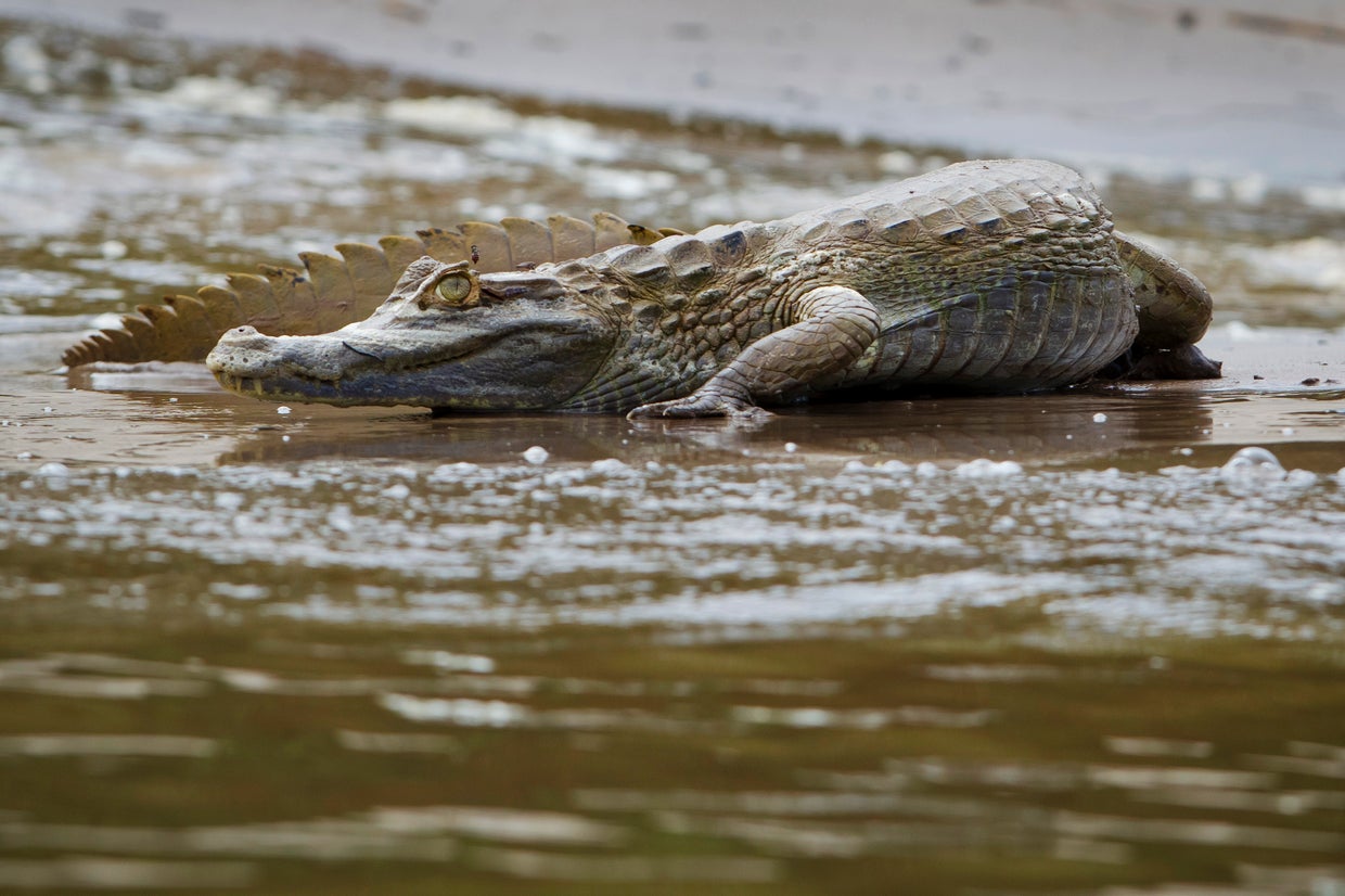 Animals of the Peruvian Amazon