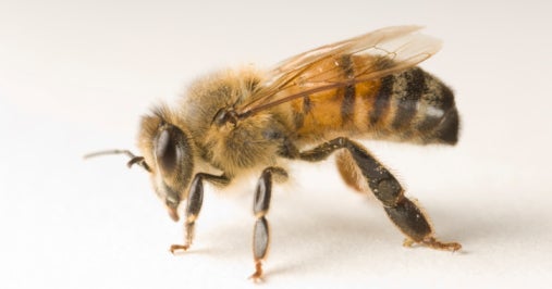 Buzz over bee venom in cancer research - CBS News