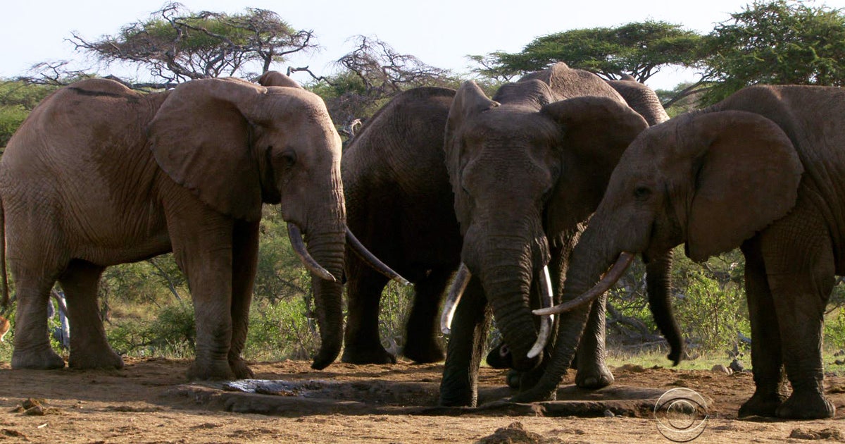 Poachers are getting rich on ivory, but they could wipe out elephants ...