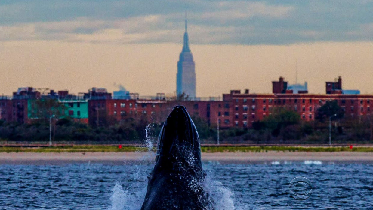 There's a new tourist attraction in NYC: Whales - CBS News