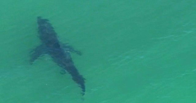 Australian killed by shark on Great Barrier Reef - CBS News