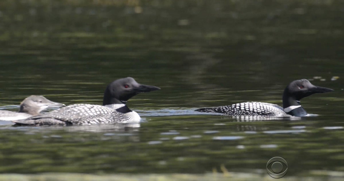 As climate change looms, bad news for loons - CBS News