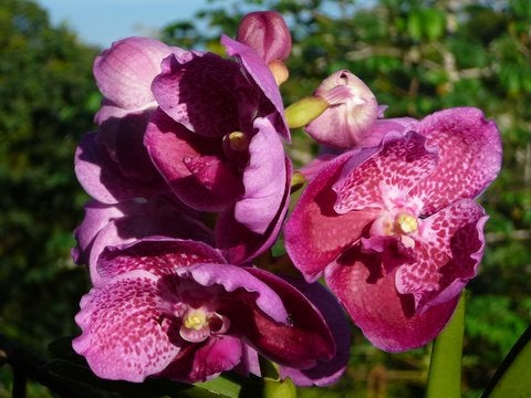 John and Ann Bender's life in paradise