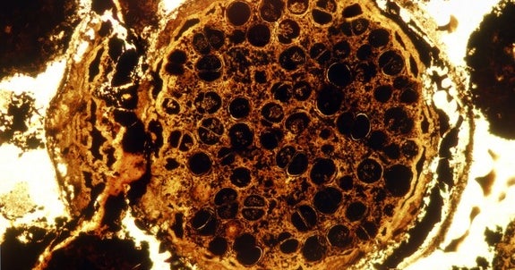 Bizarre sphere fossils could be among world's earliest animals - CBS News