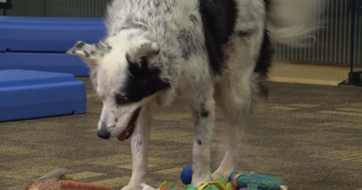 How smart is your dog? - CBS News