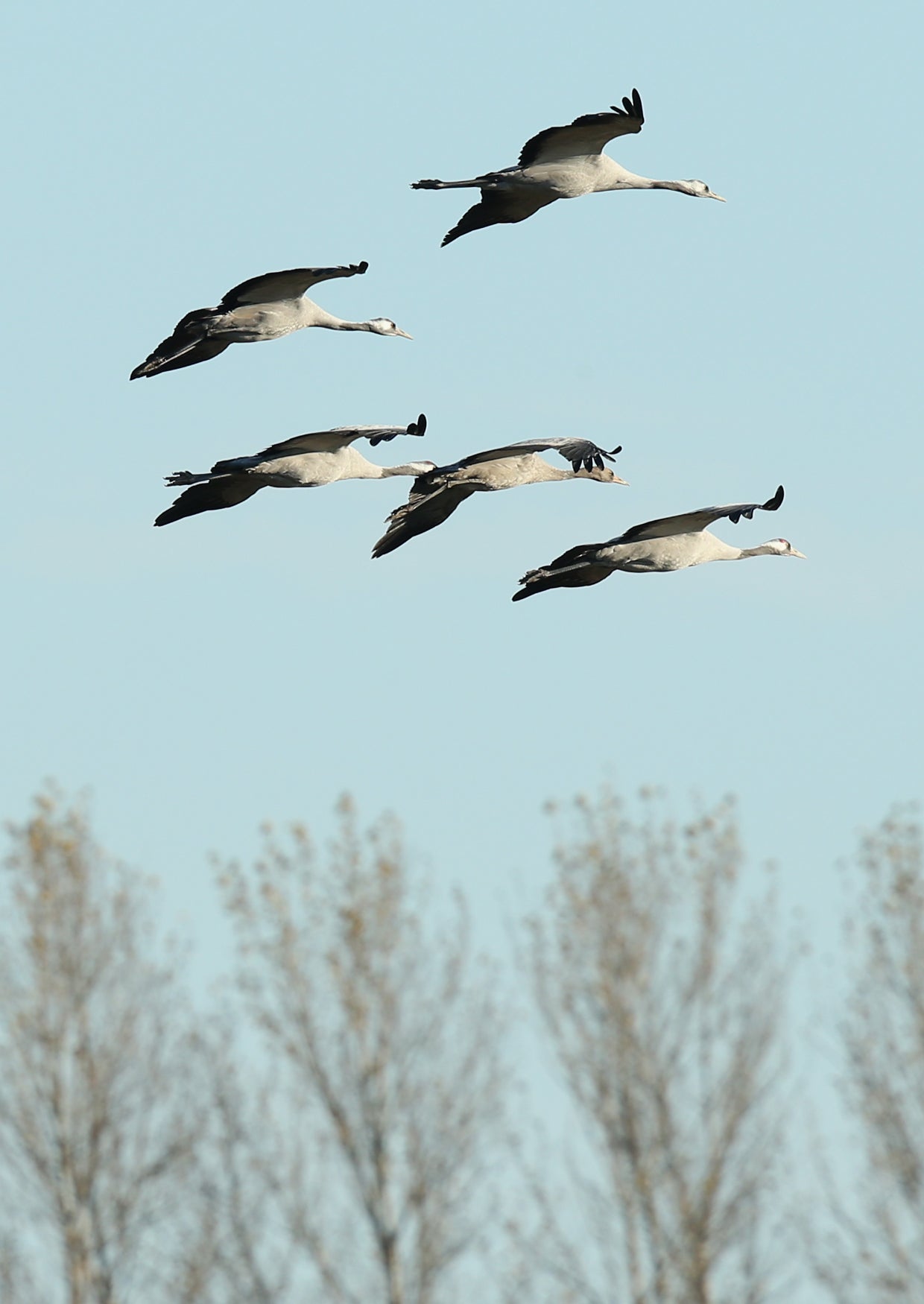 Crane migration