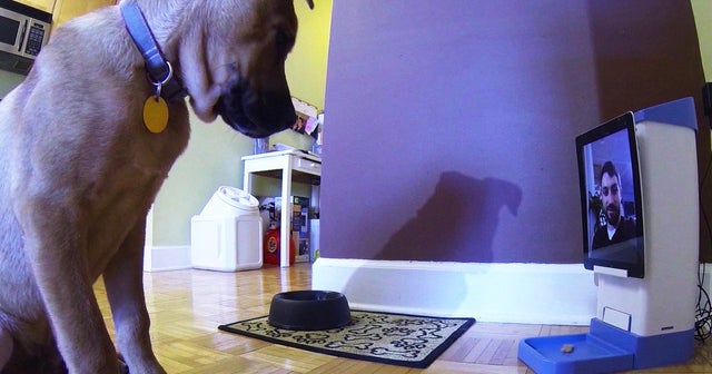 iCPooch lets pet owners video chat with their dog or cat - CBS News