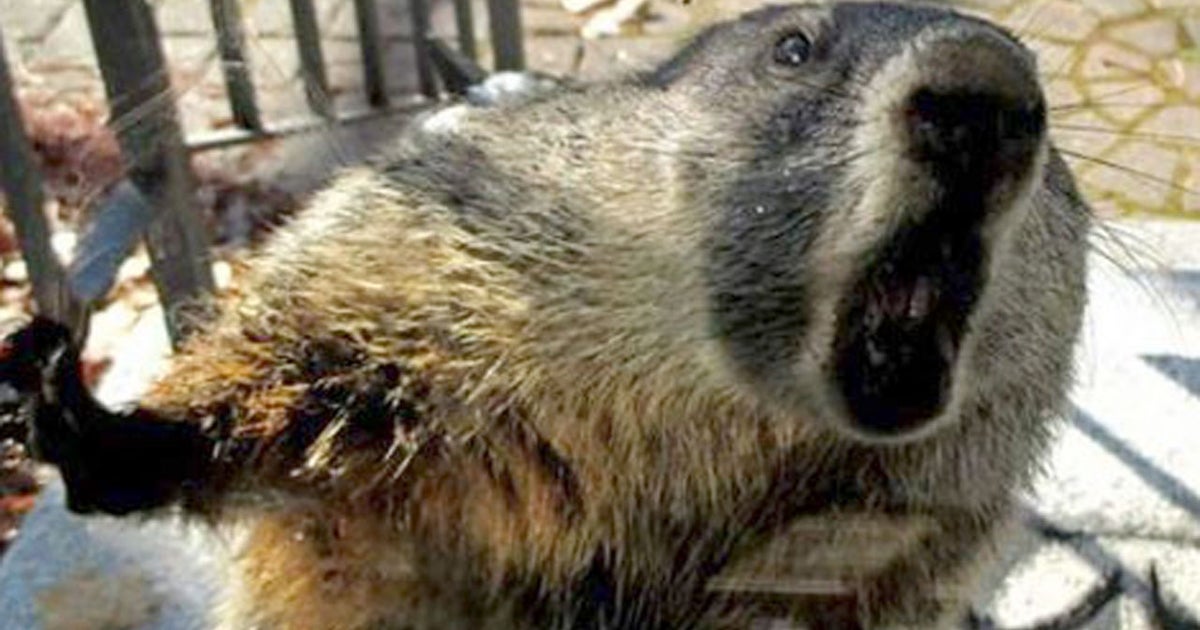 Groundhog rampage sends New Hampshire man fleeing - CBS News