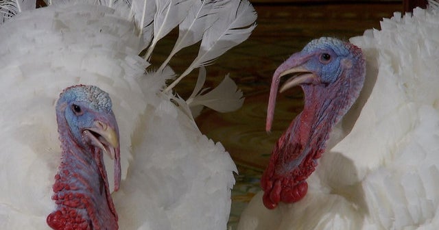 Why presidents started pardoning turkeys - CBS News Why presidents started pardoning turkeys - CBS News