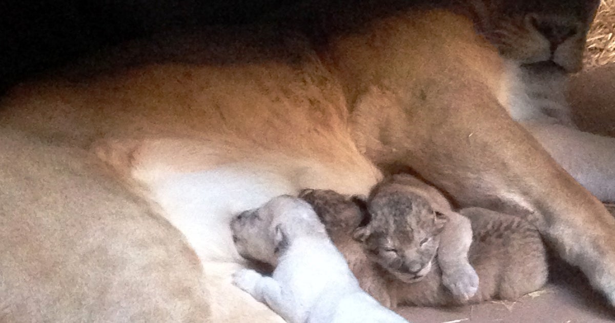 Rare white lion cub born at Omaha zoo - CBS News