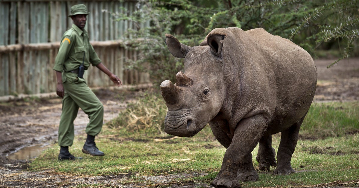 Humans are behind the mass extinction of animals - CBS News