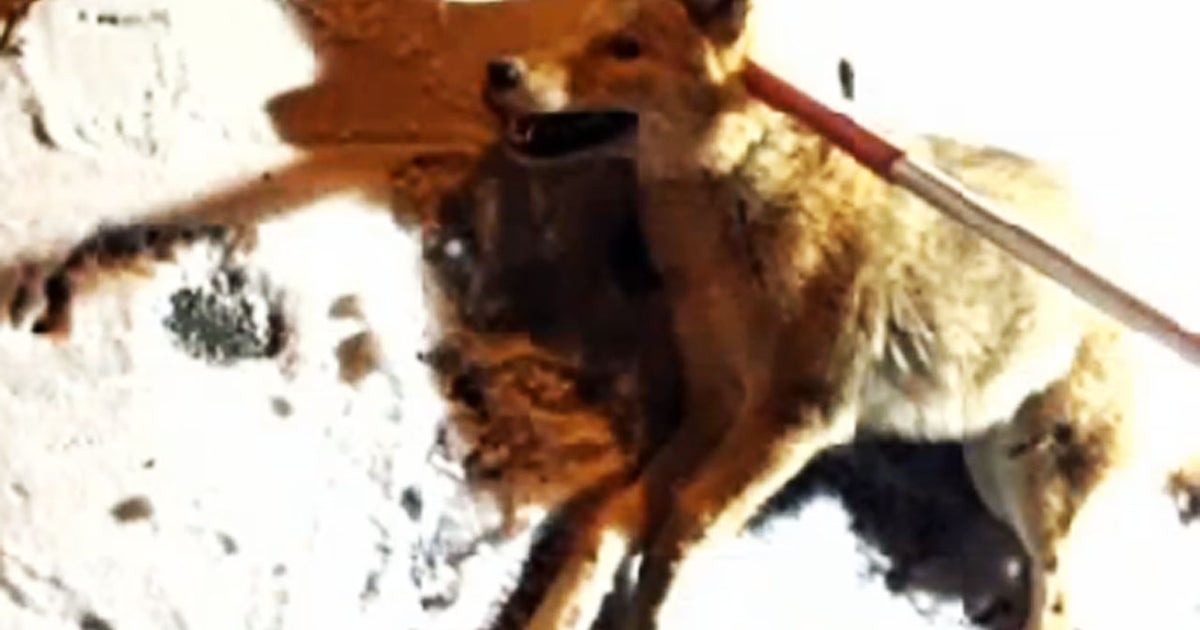 Unlikely animal capture in upper Manhattan - CBS News