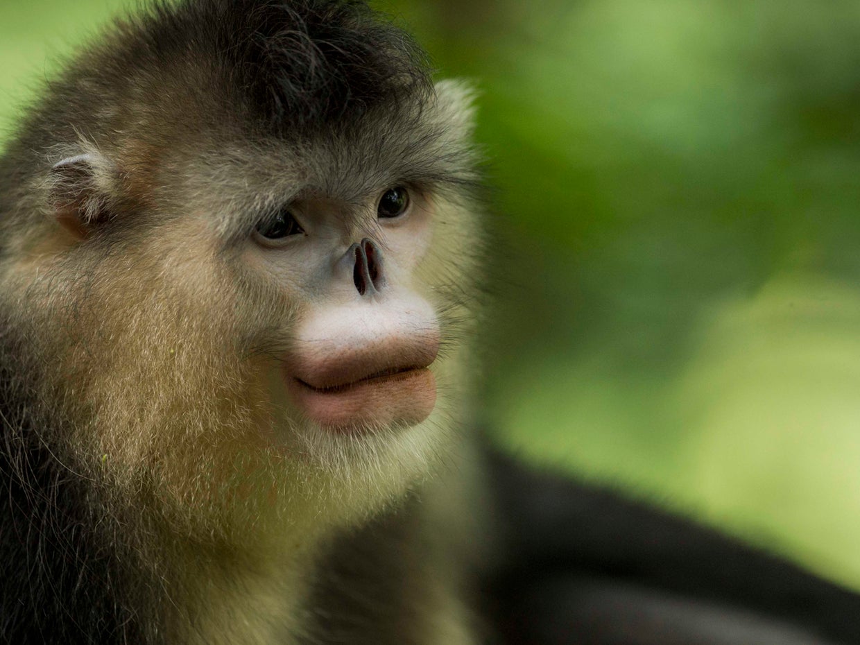 China's rare snub-nosed monkeys
