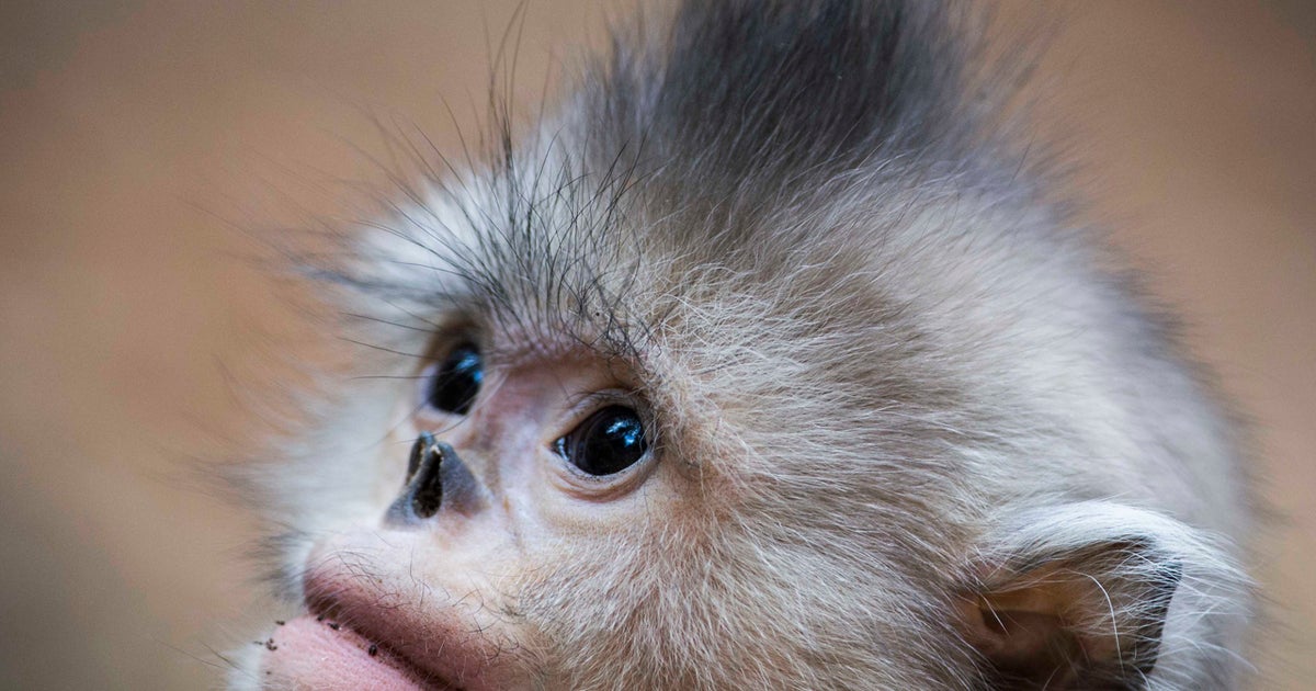 Monkey With Big Lips Name | Lipstutorial.org