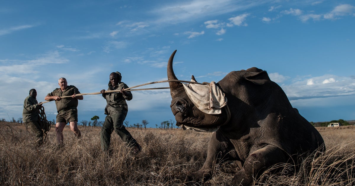 Rhino poaching hits record high in South Africa - CBS News