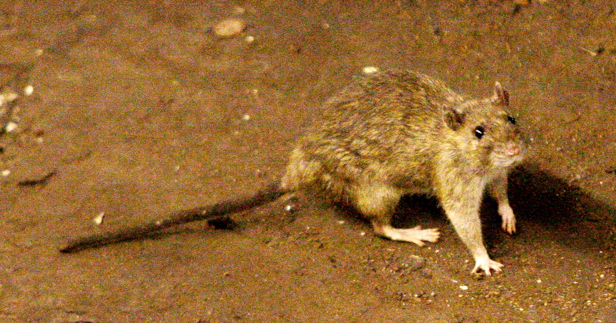 Rat problem won't go away in New York neighborhood - CBS News