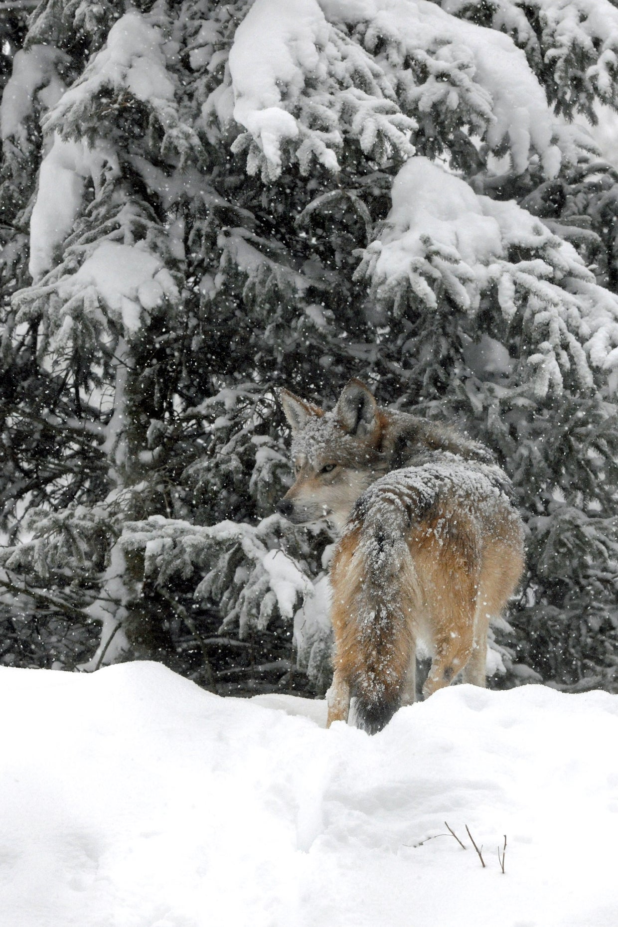 Bison, wolf, and tiger play in snow