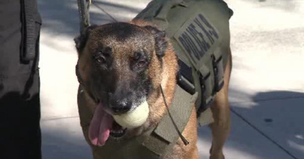 Miami, Florida police dogs get life-saving gear - CBS News