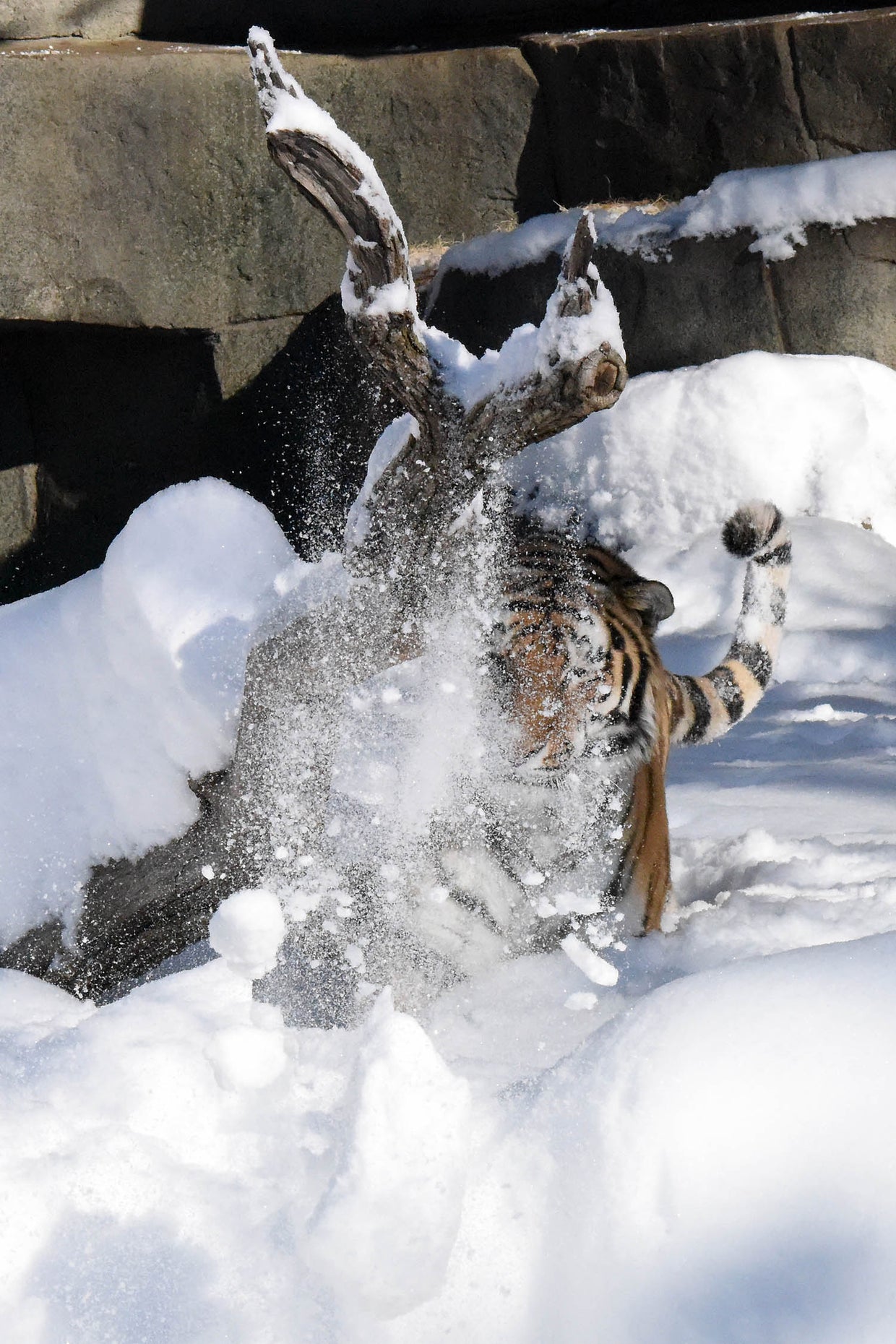 Bison, wolf, and tiger play in snow