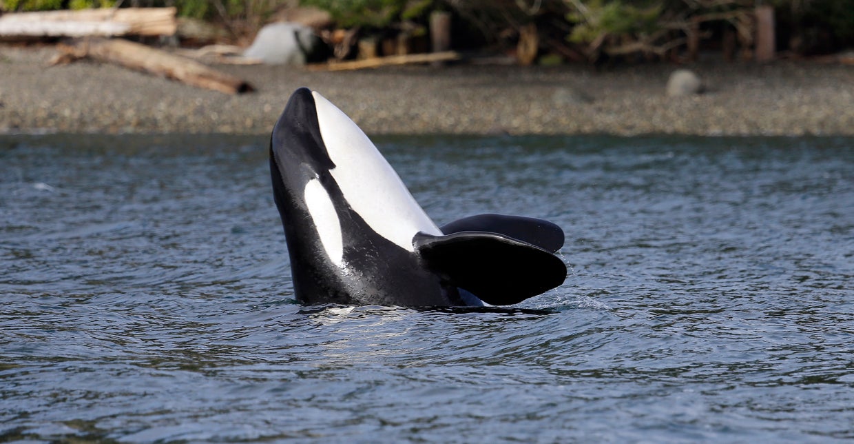 Endangered orcas at risk from U.S. Navy, activists warn - CBS News