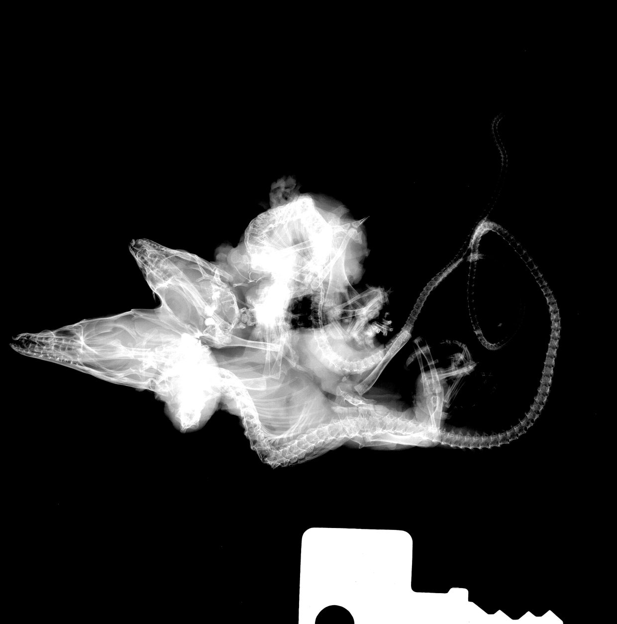 Rare case of conjoined lizard twins reported at zoo - CBS News