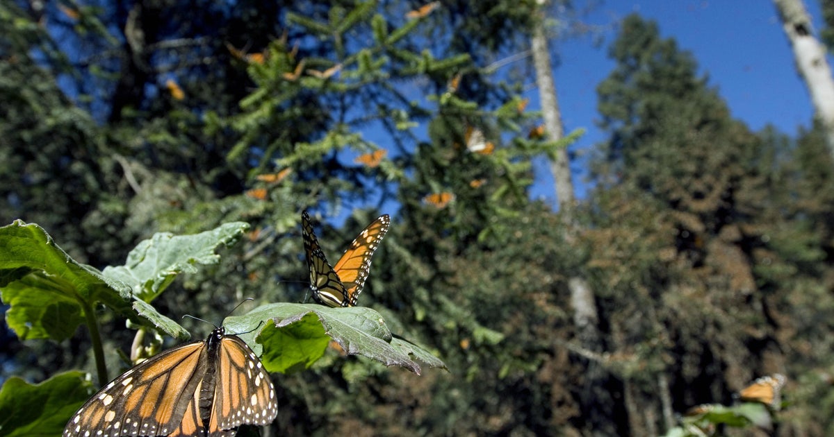 Saving the monarch butterfly - CBS News