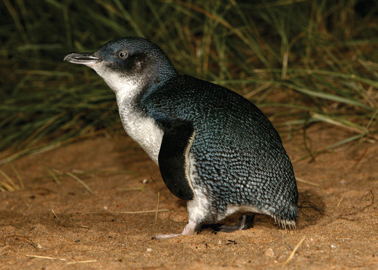 Sweaters for penguins