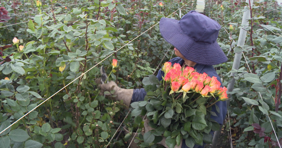 Valentine's Day roses' journey from Passion Growers in Colombia to ...