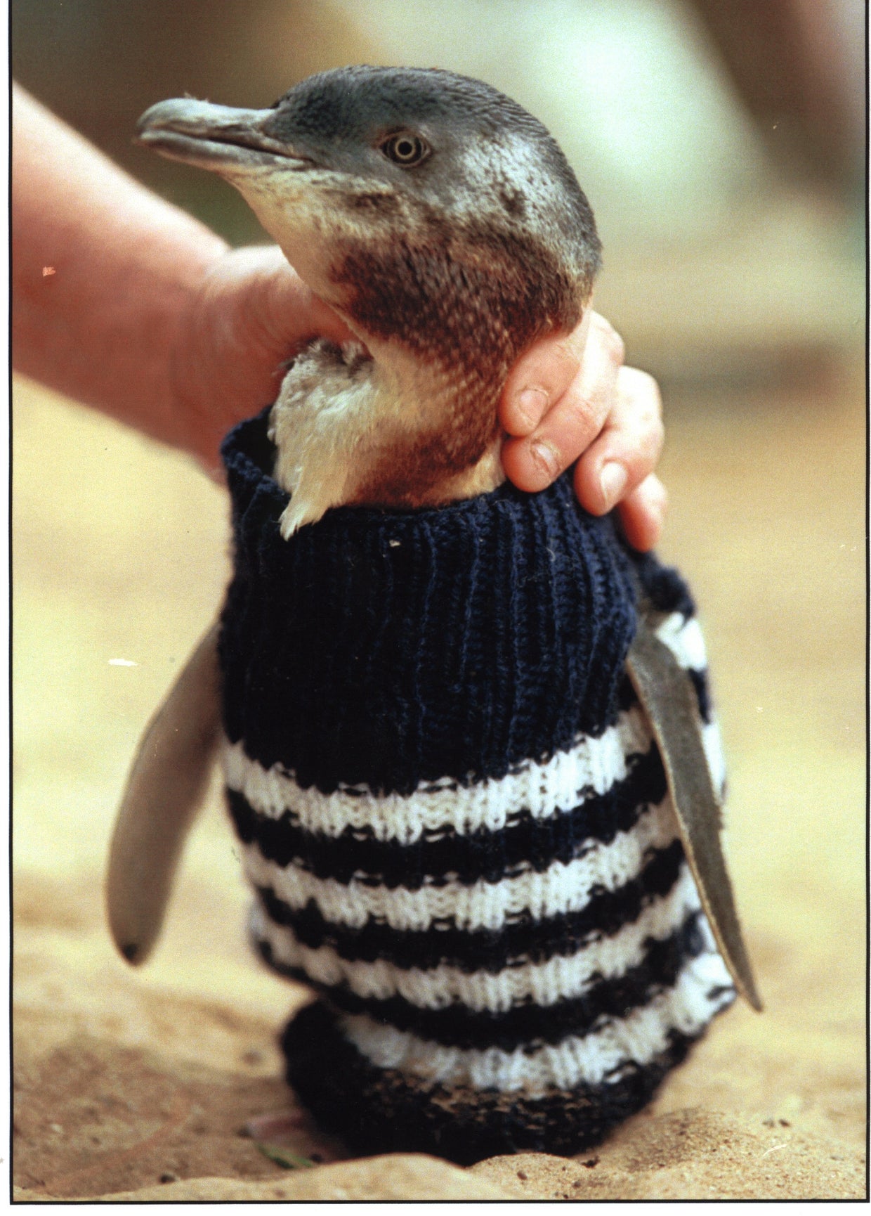 Sweaters for penguins