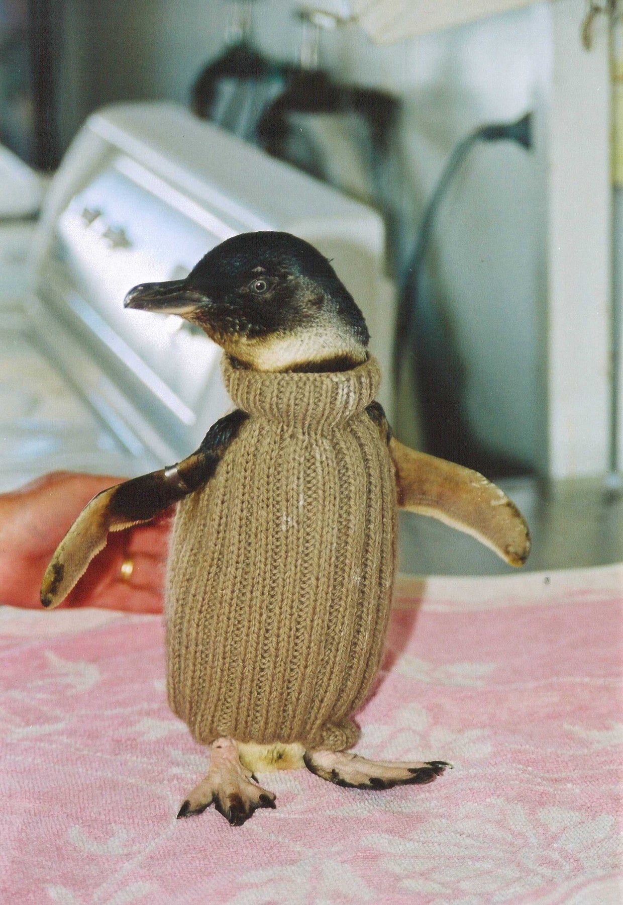 Sweaters for penguins
