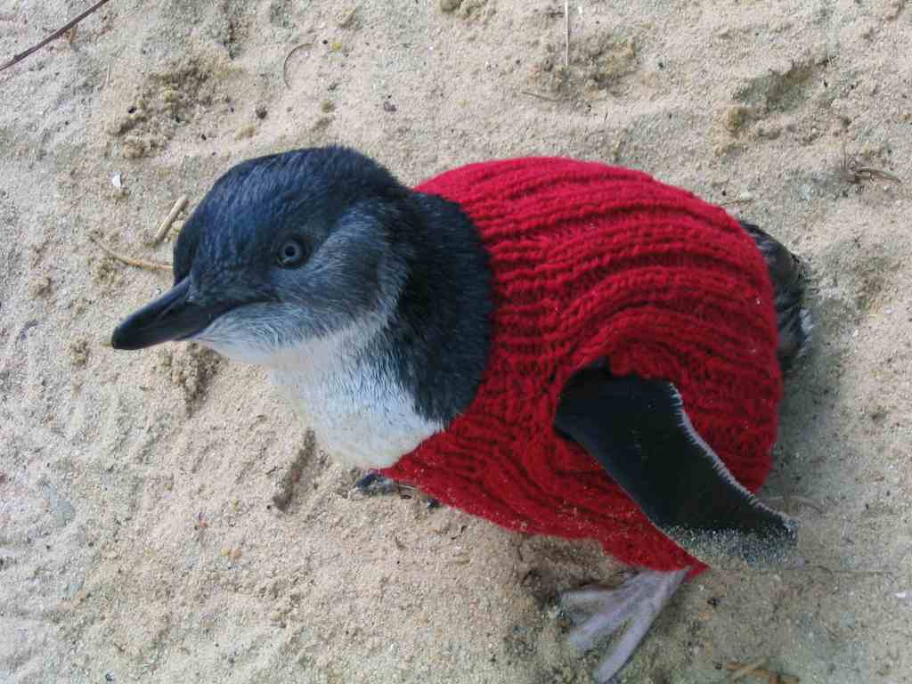 Sweaters for penguins