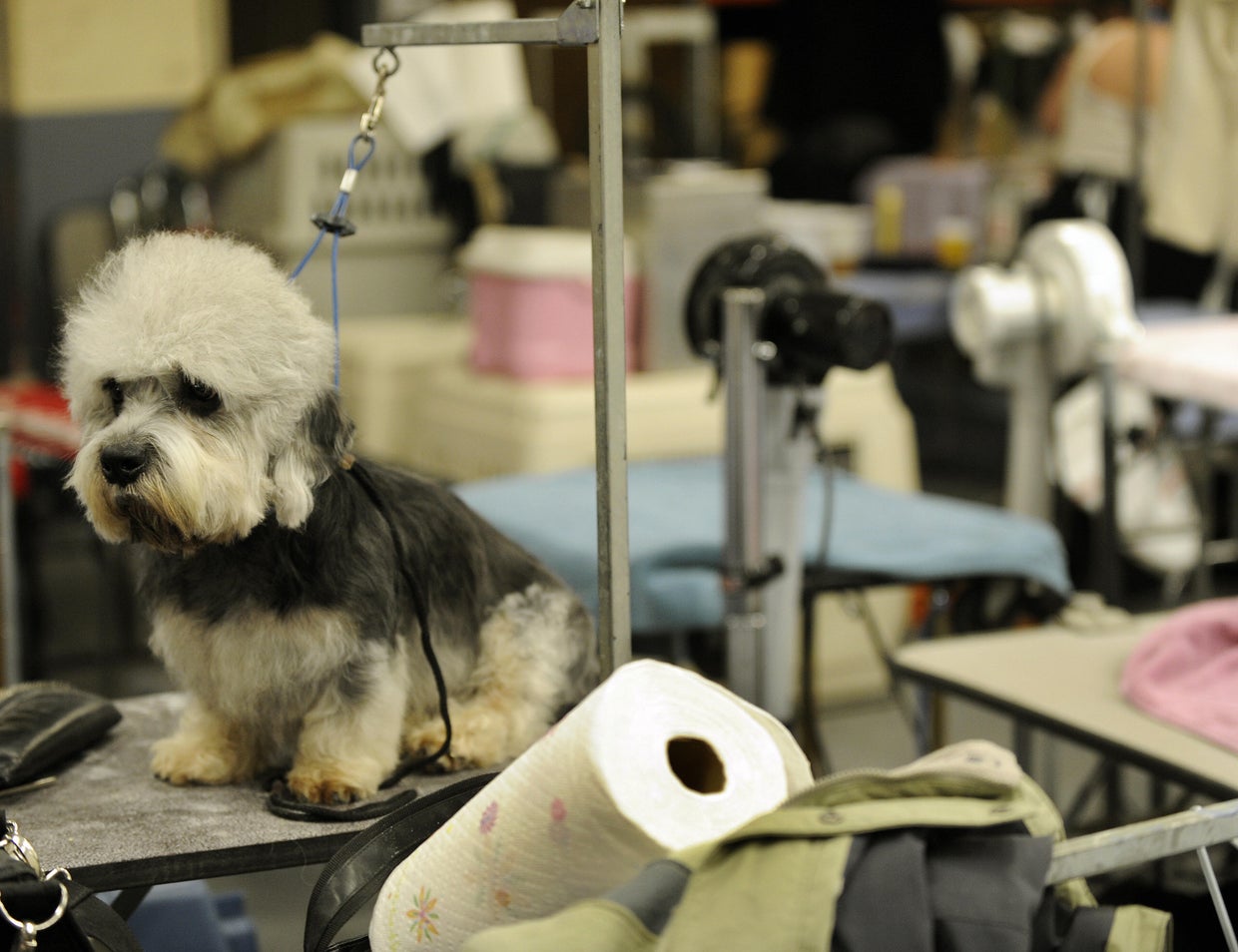 22 Disappearing Dog Breeds