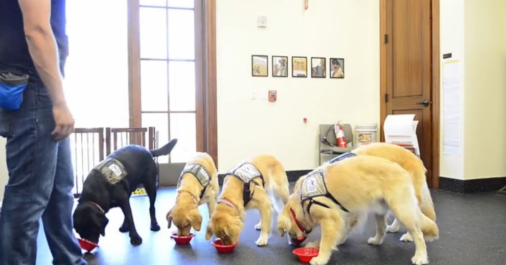 Veterans' therapy goes to the dogs - CBS News